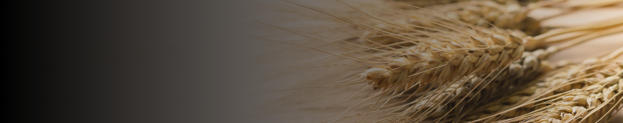 Wheat Germ - Bulk at Wholesale Prices – Bakers Authority